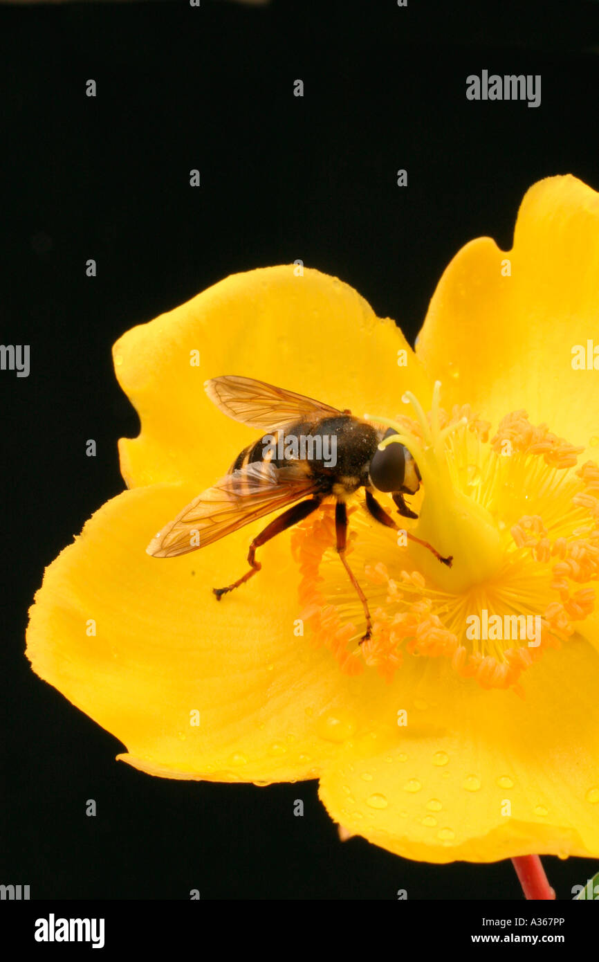 HOVERFLY VOLUCELLA SPP TAKING NECTAR FROM FLOWER Stock Photo - Alamy