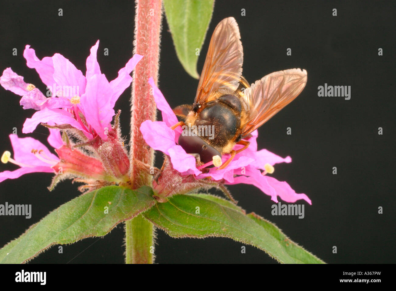 HOVERFLY VOLUCELLA SPP TAKING NECTAR FROM PURPLE LOOSESTRIFE Stock ...