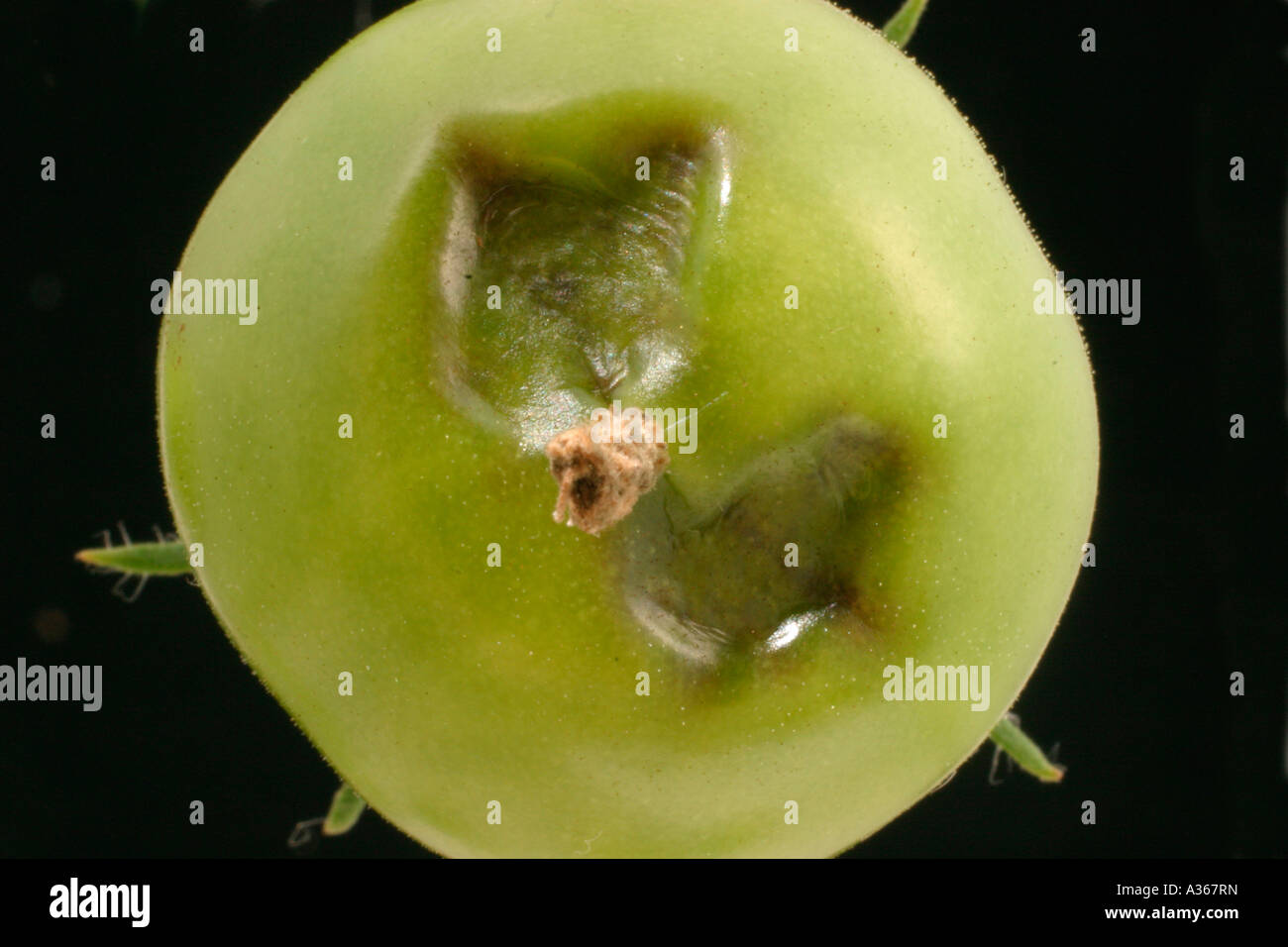 BLOSSOM END ROT ON GREEN TOMATOES Stock Photo - Alamy