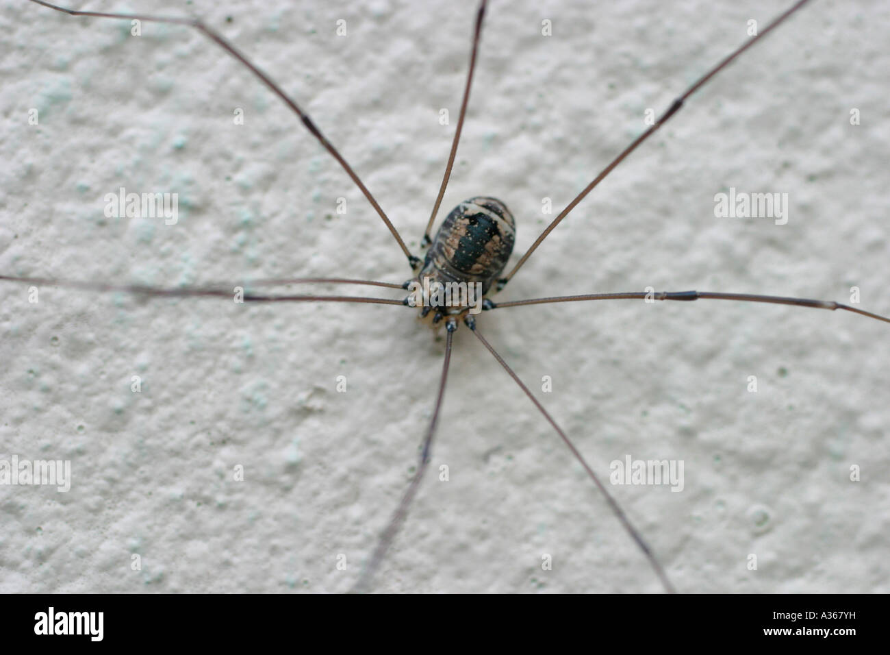 HARVESTMAN LIEOBUNUM ROTUNDUM FEMALE ON WALL Stock Photo - Alamy