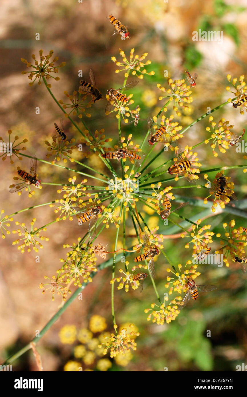 HOVERFLIES VOLUCELLA SPP TAKING NECTAR FROM ANGELICA Stock Photo - Alamy