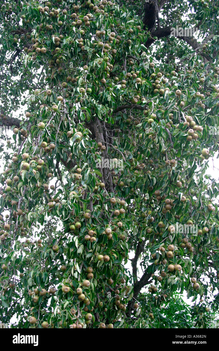 PEARS RIPENING ON TREE HEAVY CROP Stock Photo - Alamy