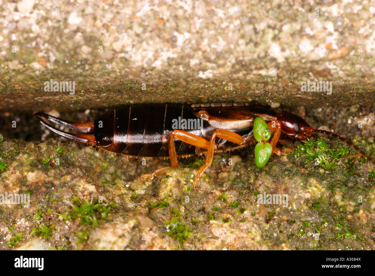 EARWIG FORFICULA AURICULARIA HIDING IN CREVICE SV Stock Photo - Alamy