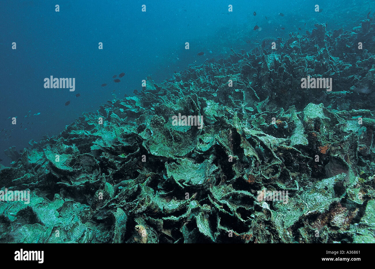 Dead corals after bleaching in Philippines Stock Photo - Alamy