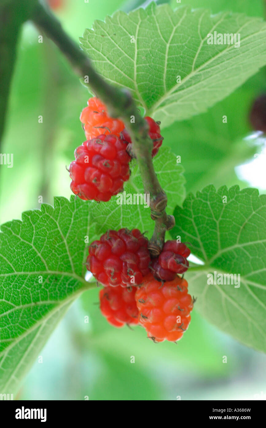 BLACK MULBERRY CLOSE UP OF FRUIT Stock Photo - Alamy