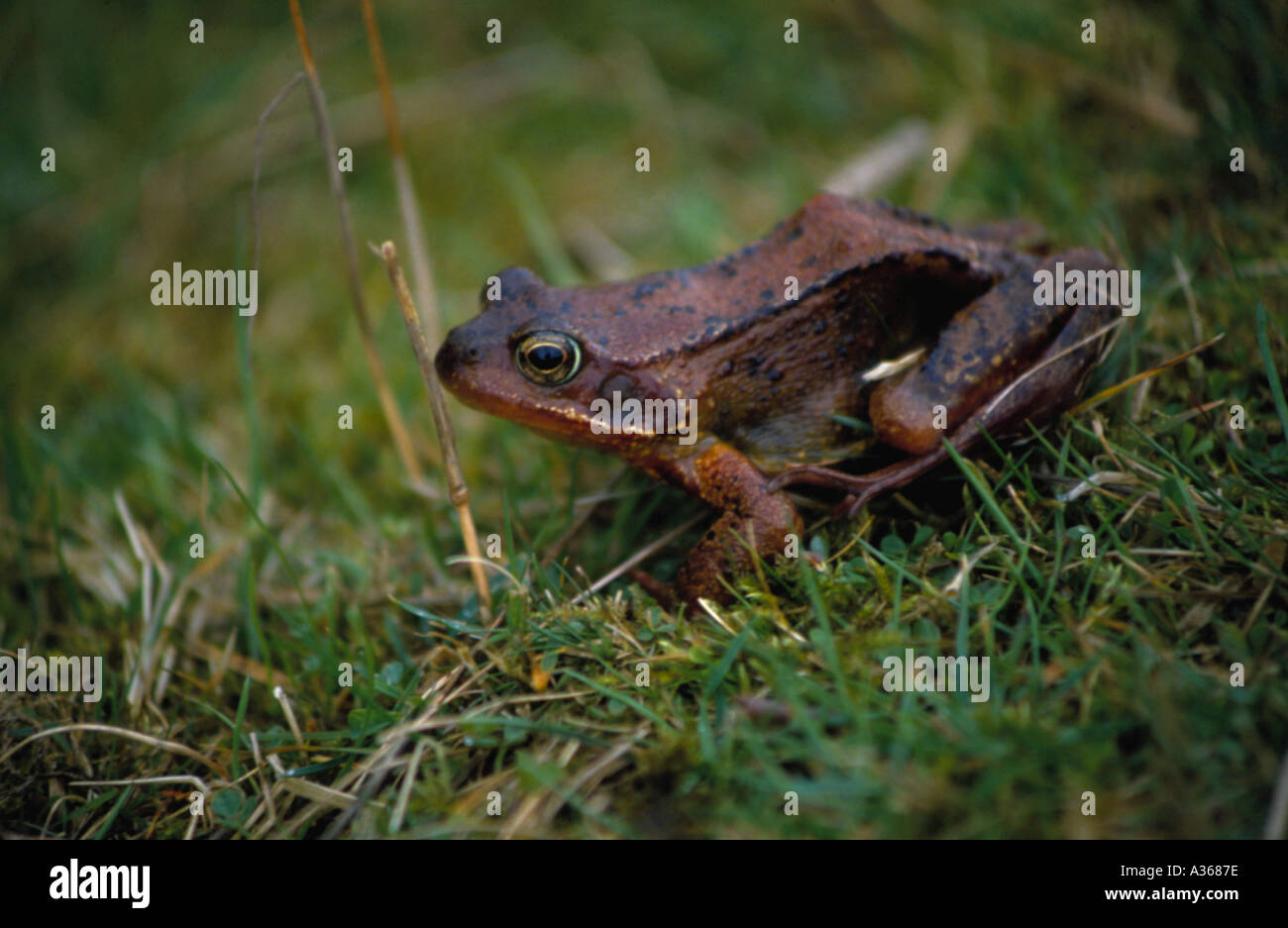 Four legged feet hi-res stock photography and images - Alamy