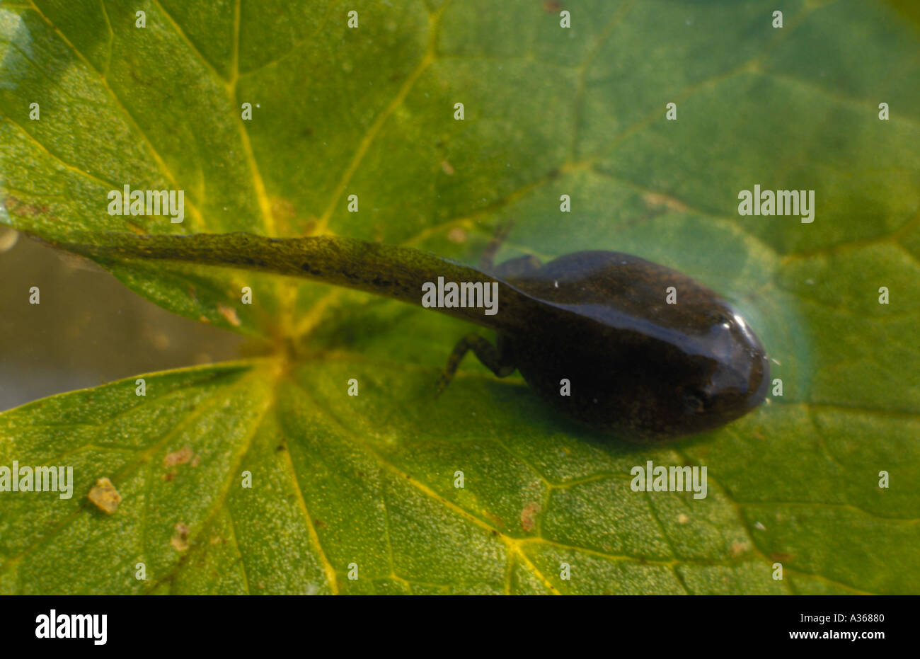 Tadpole with four legs hi-res stock photography and images - Alamy