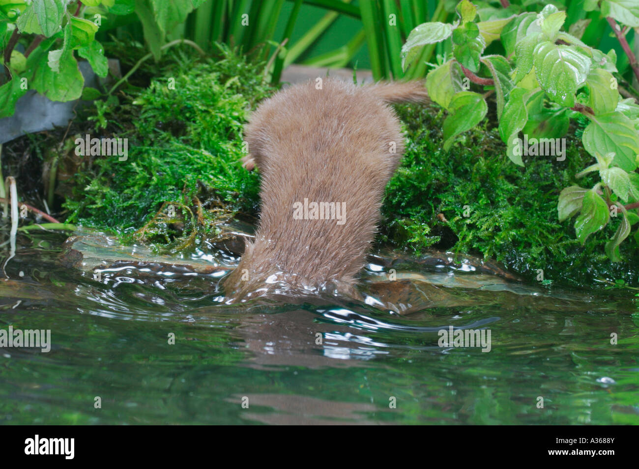 WEASEL MUSTELLA NIVALIS DIVING INTO WATER FRONT VIEW Stock Photo - Alamy