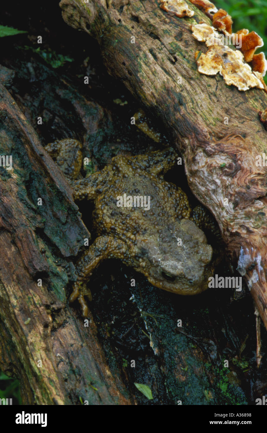 Common Toad (Bufo bufo) hinding in a rotten log Stock Photo - Alamy