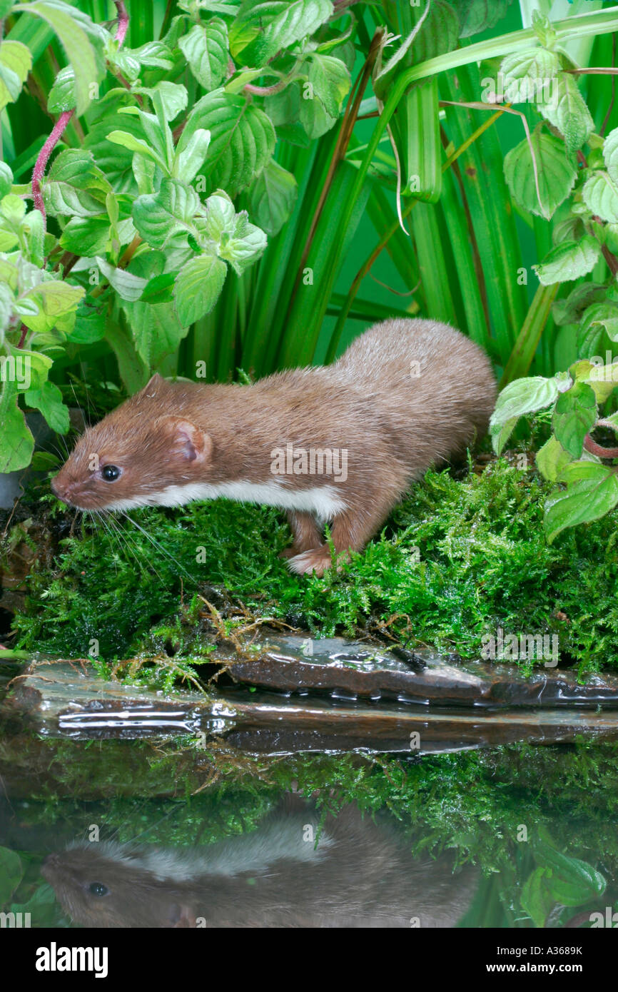 WEASEL MUSTELLA NIVALIS AT POND EDGE WITH REFLECTION Stock Photo - Alamy