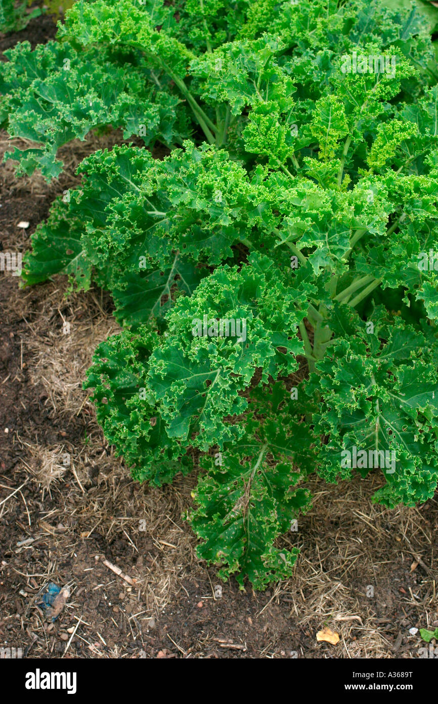 CURLY KALE APPROACHING MATURITY Stock Photo - Alamy
