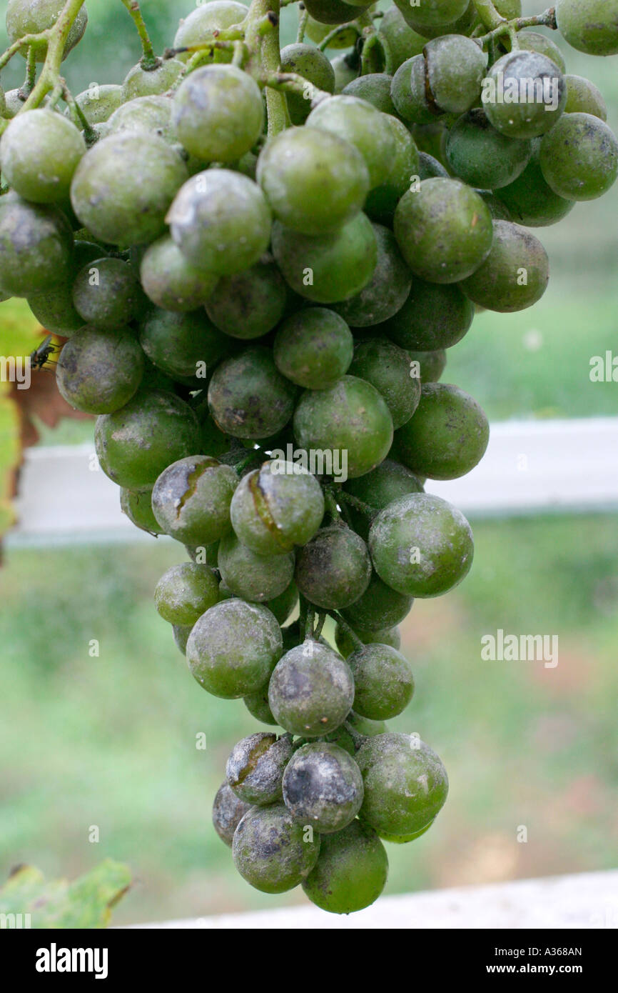 GREY MOULD ROT BOTRITIS CINEREA ON RIPENING GRAPES Stock Photo - Alamy