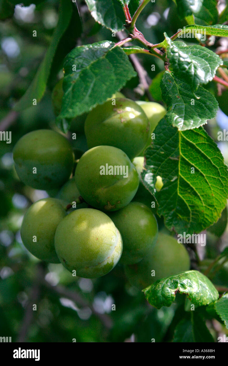 Fruittree hi-res stock photography and images - Alamy