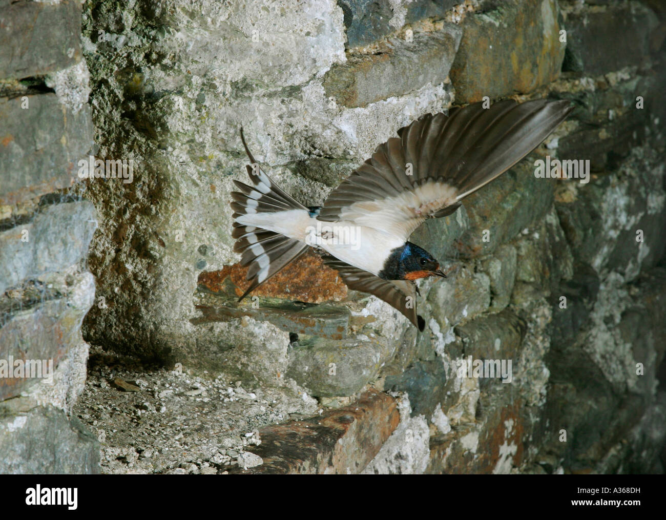 SWALLOW HIRUNDO RUSTICA FLYING OUT OF BARN SIDE VIEW Stock Photo - Alamy