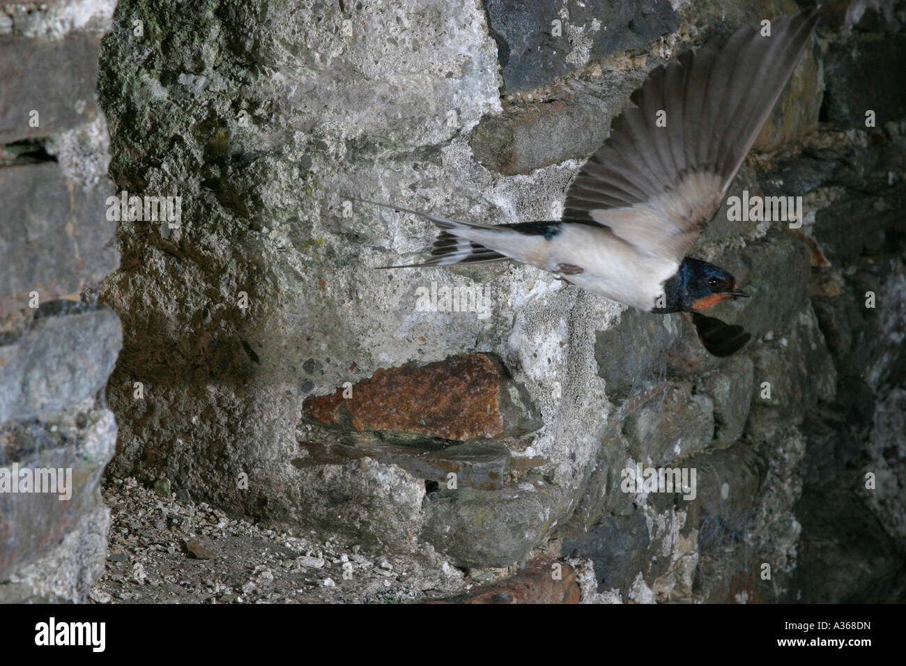 Barn swallow wings out hi-res stock photography and images - Alamy