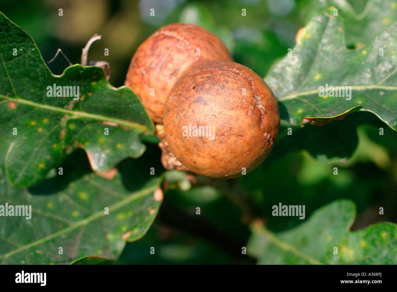 MARBLE GALL CAUSED BY GALL WASP ANDRICUS KOLLARI Stock Photo - Alamy