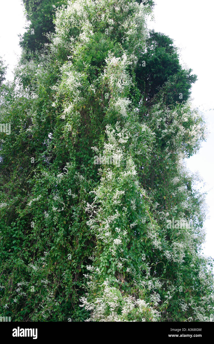 RUSSIAN VINE TAKES OVER FIR TREE Stock Photo - Alamy