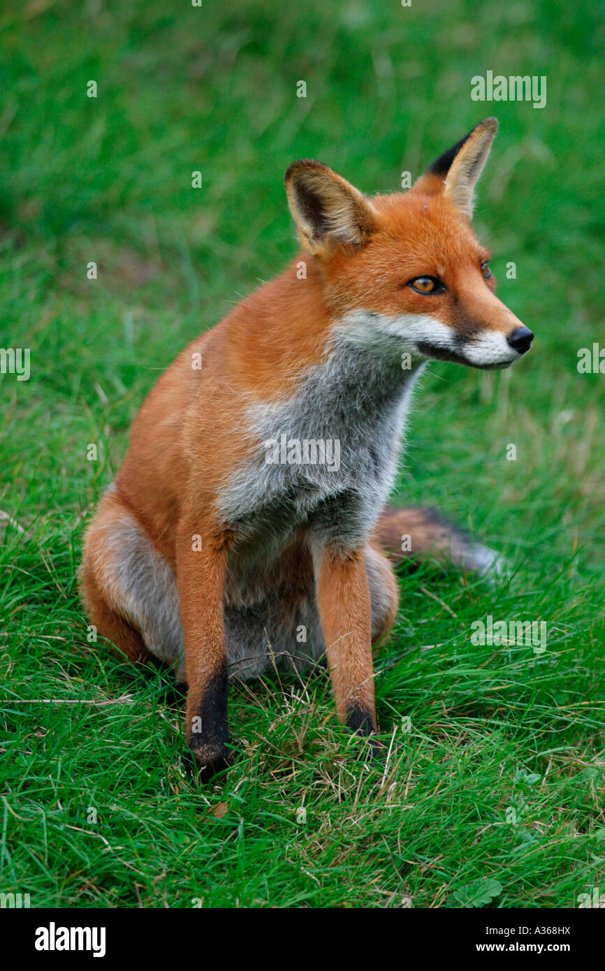 RED FOX VULPES VULPES SITTING ON LAWN FRONT VIEW Stock Photo - Alamy