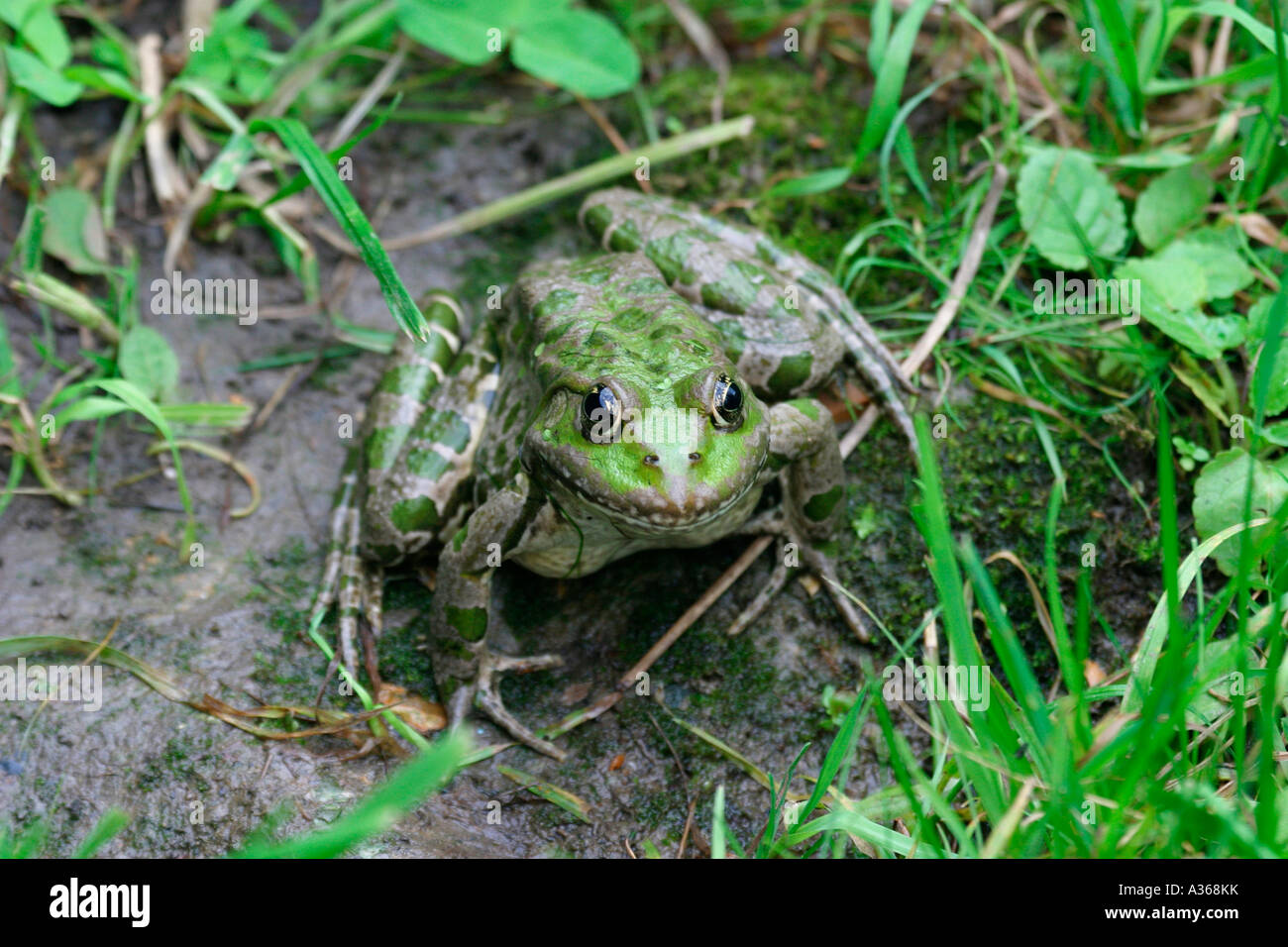 AMERICAN BULLFROG RANA CATESBEIANA FEMALE ON GROUND Stock Photo - Alamy