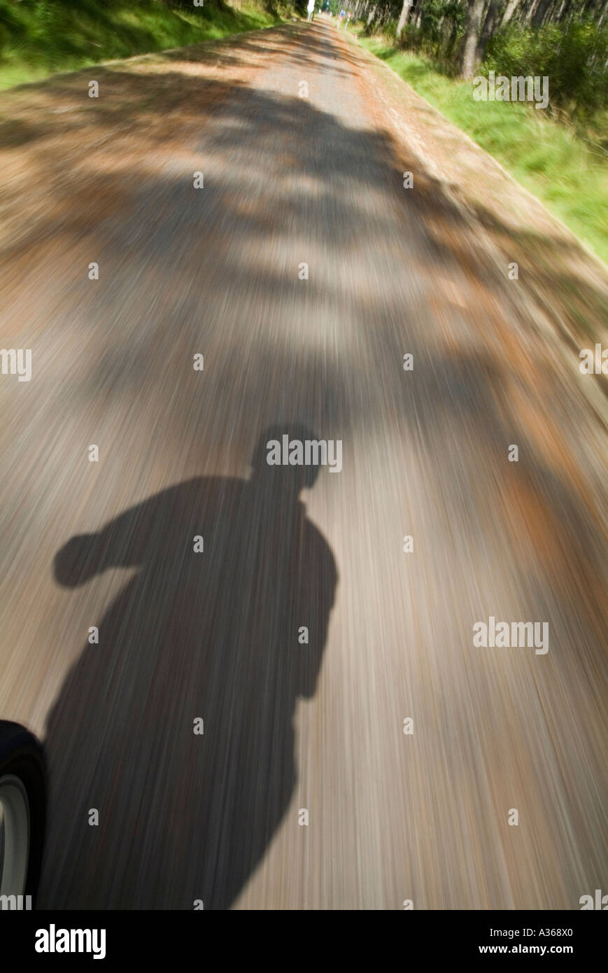 Shadow of a biker riding on a bicycle track through the Landes forest ...