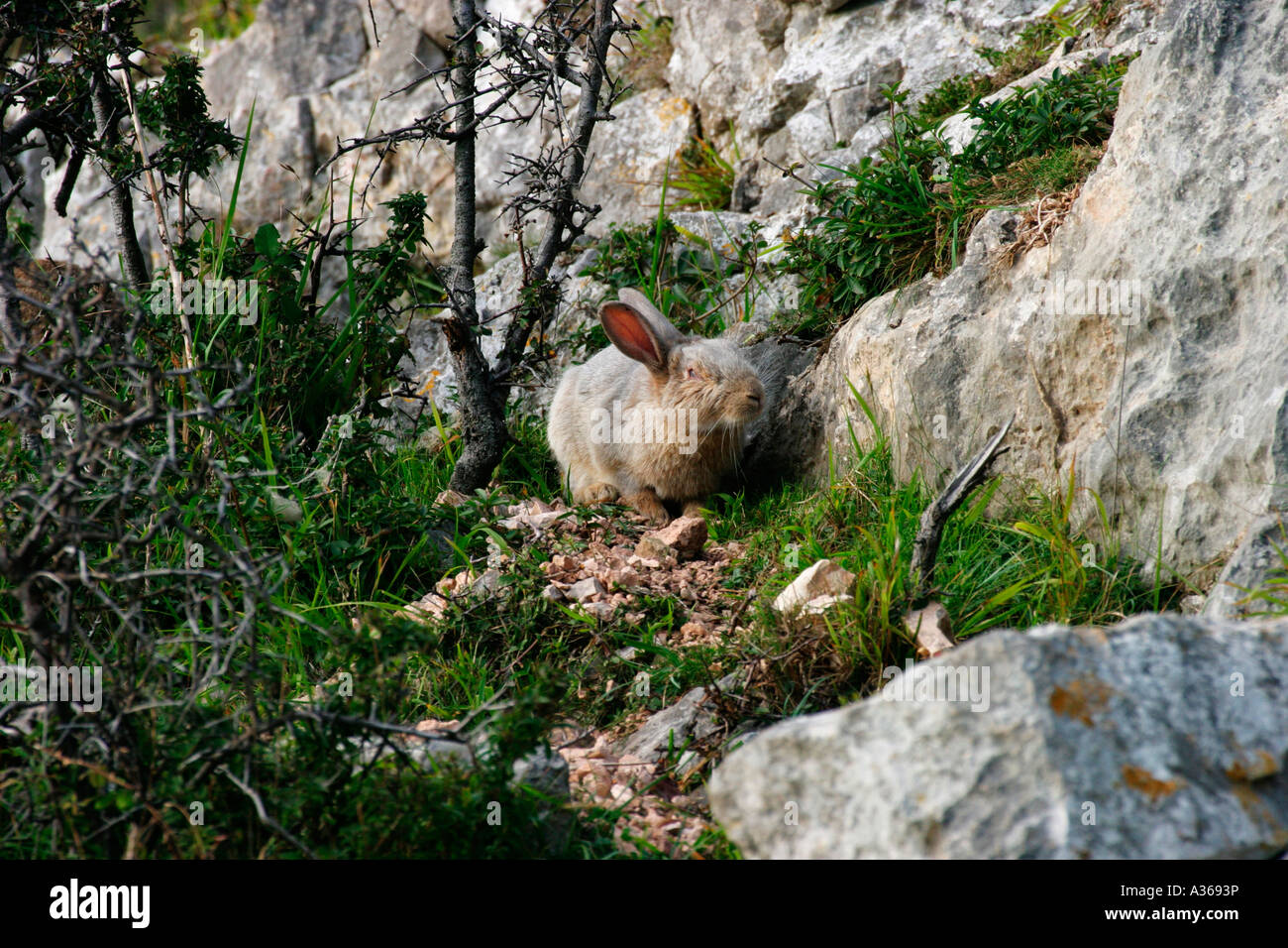 RABBIT ORYCTOLAGUS CUNICULUS WHITE VARIENT AMONGST ROCKS AND VEGETATION ...