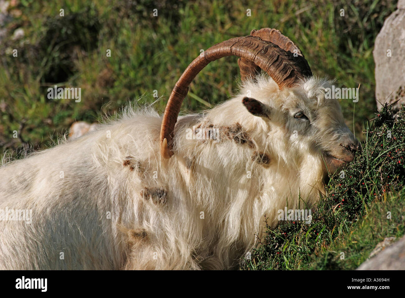 FERAL GOAT BILLY SIDE VIEW CLOSE UP Stock Photo - Alamy