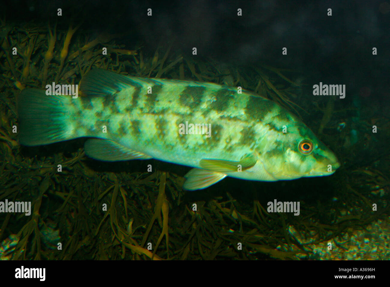 BALLAN WRASSE LABRUS BERGYLTA SWIMMING SIDE VIEW Stock Photo - Alamy