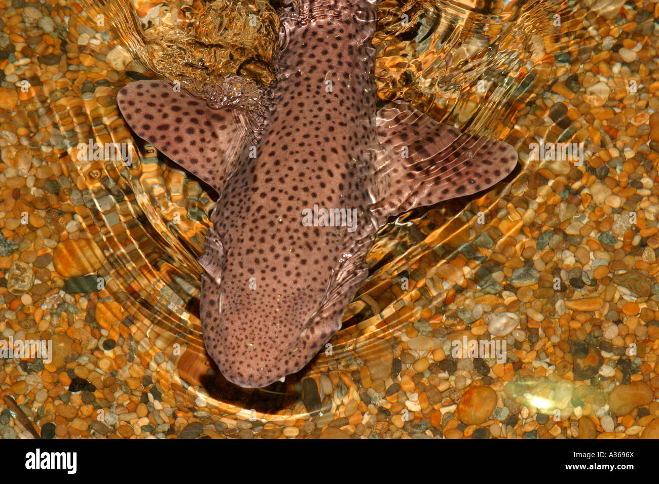 GREATER SPOTTED DOGFISH SCYLIORHINUS STELLARIS SWIMMING FRONT VIEW ...