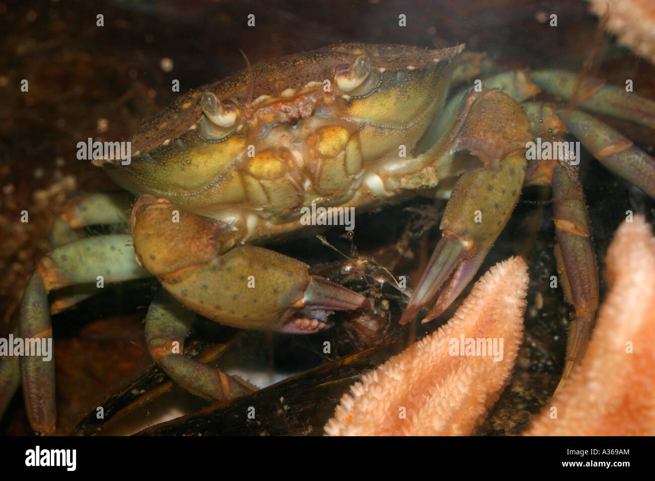 SHORE CRAB CARCINUS MAENAS FRONT VIEW CLOSE UP Stock Photo - Alamy