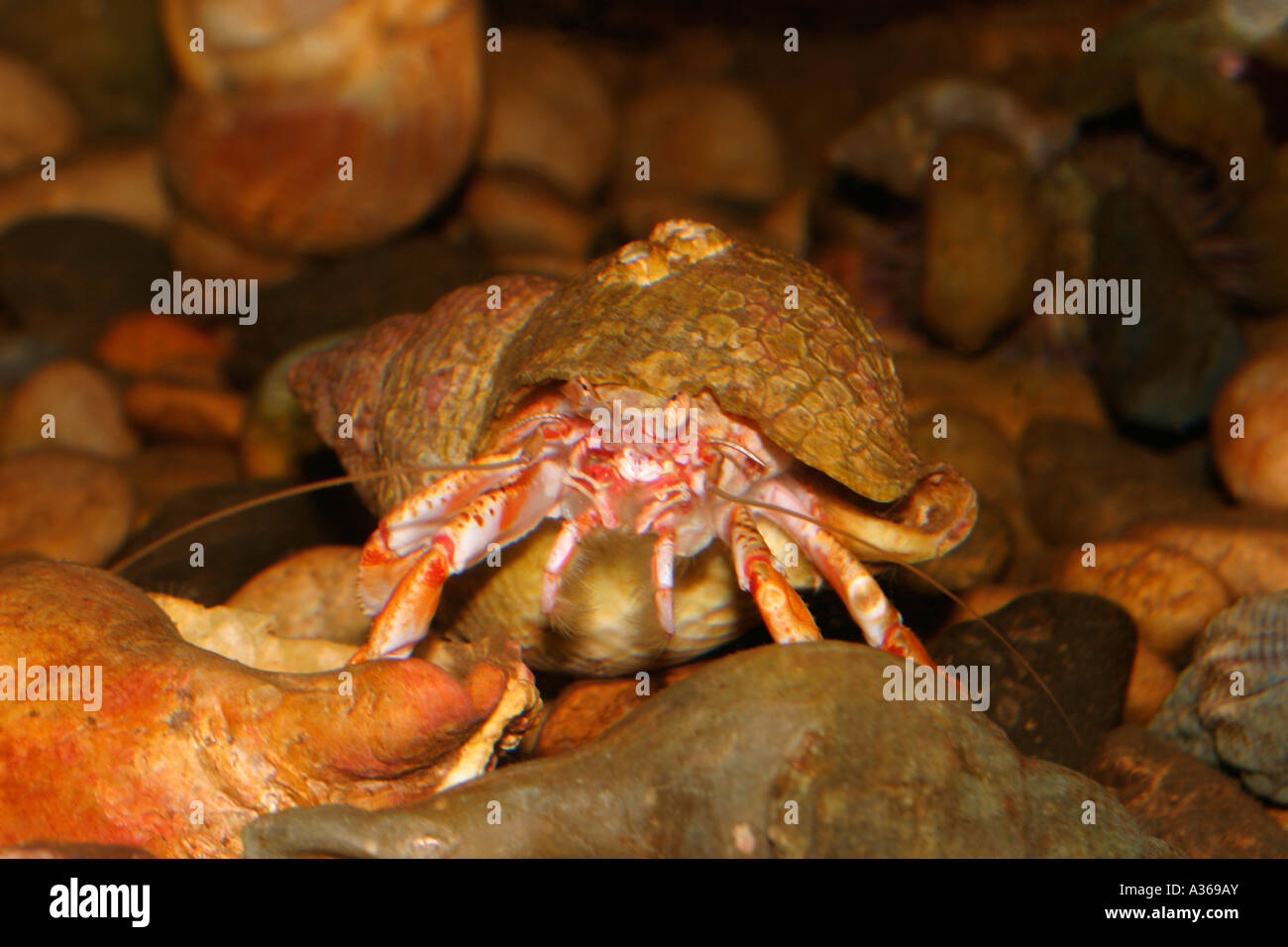 HERMIT CRAB PAGURUS BERNHARDUS IN SHELL FRONT VIEW Stock Photo - Alamy