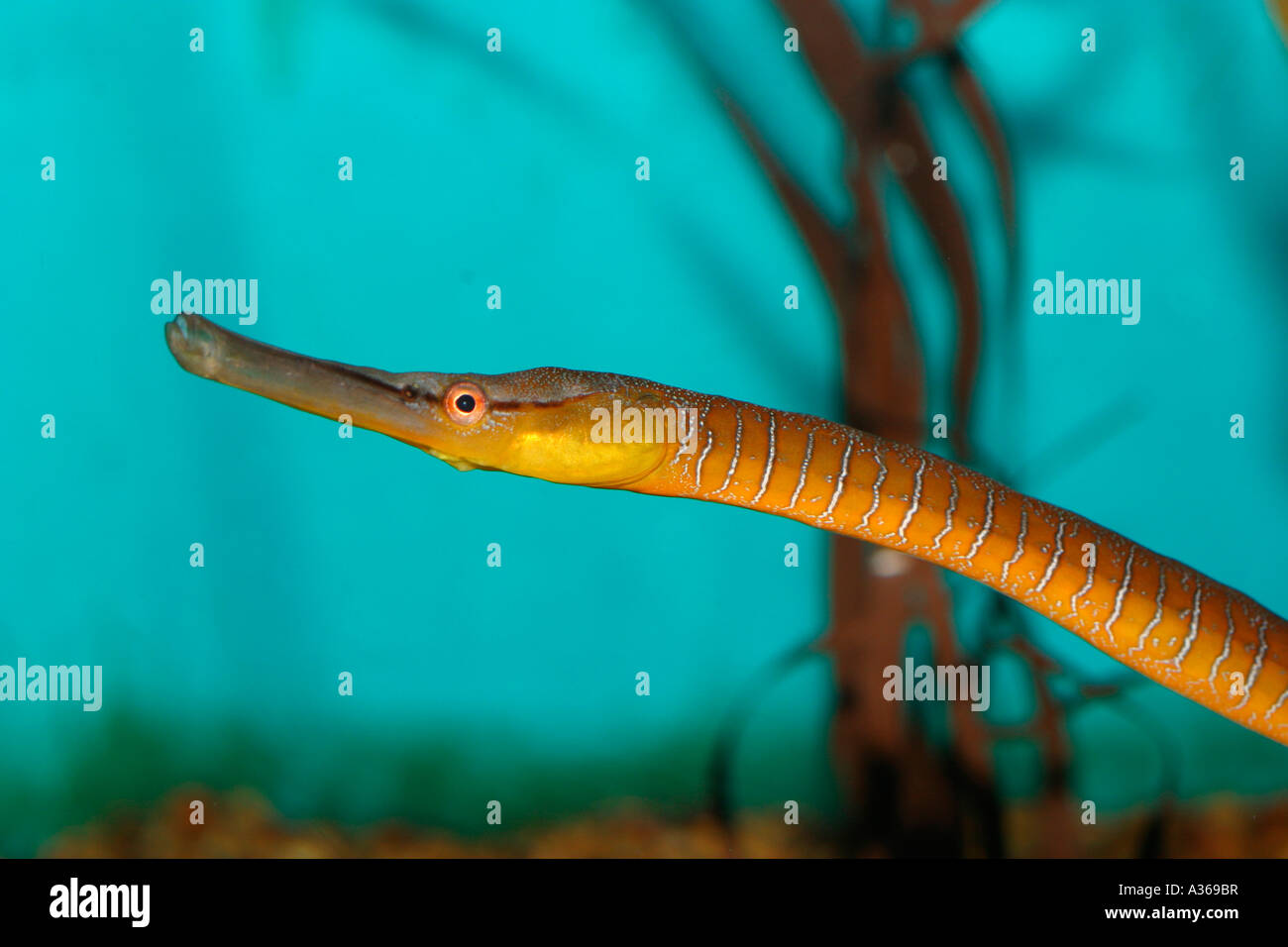 SNAKE PIPEFISH ENTELURUS AEQUAREUS SIDE VIEW CLOSE UP Stock Photo - Alamy