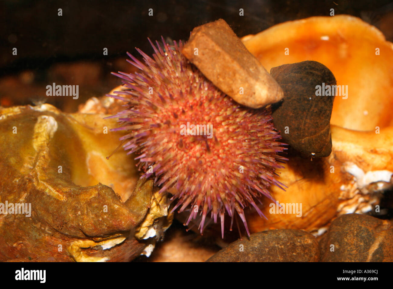 Common sea urchin echinus hi-res stock photography and images - Alamy