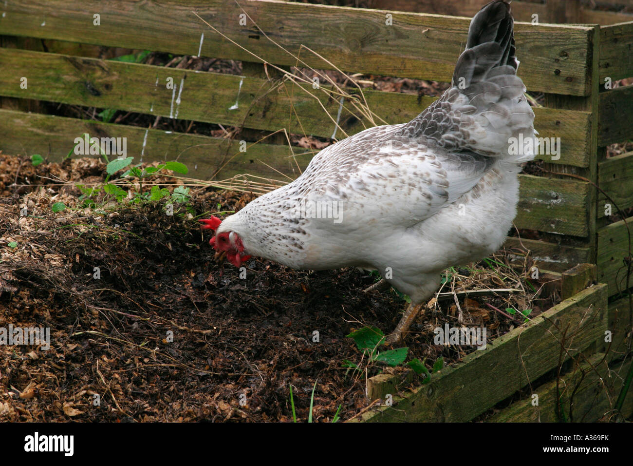 Insects feeding in compost heap hi-res stock photography and images - Alamy