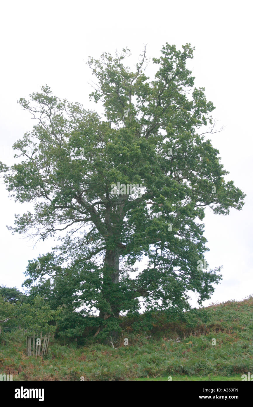 MATURE OAK TREE AGAINST SKYLINE Stock Photo - Alamy