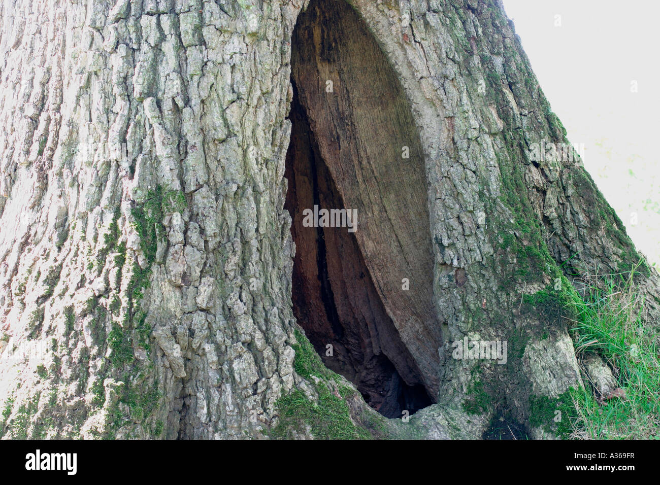 Hollow oak hi-res stock photography and images - Alamy