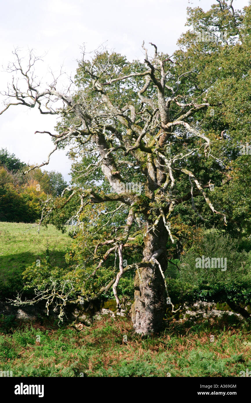 AS OAK TREES DIE THEY DEVELOP A STAGS HEAD APPEARANCE Stock Photo - Alamy