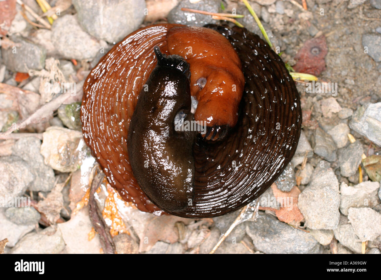 KEELED SLUG MILAX SPP PAIR MATING CLOSE UP Stock Photo - Alamy