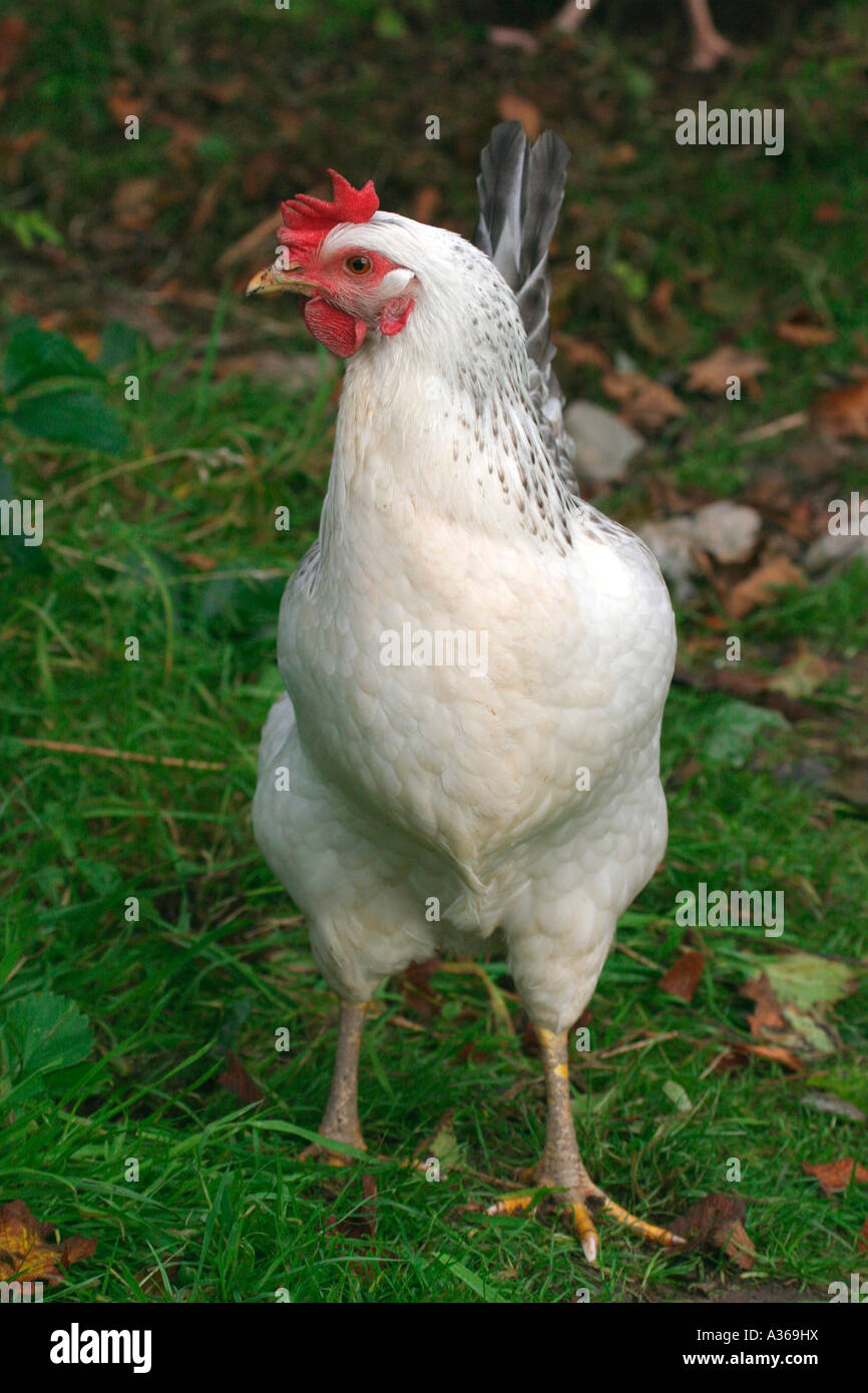 CHICKEN FRONT VIEW CLOSE UP Stock Photo - Alamy