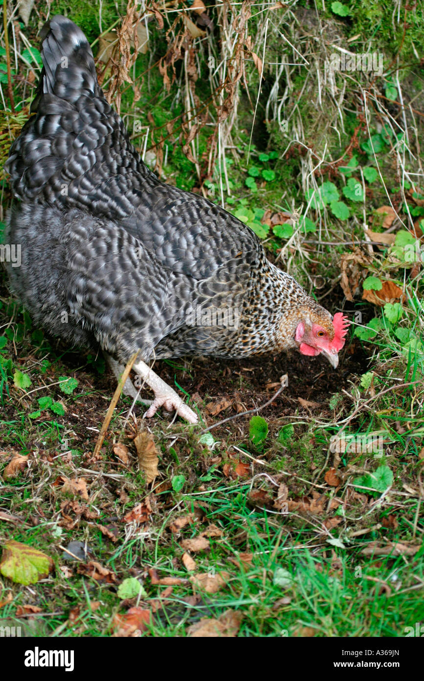 CHICKEN LOOKING FOR FOOD IN HEDGEROW Stock Photo - Alamy