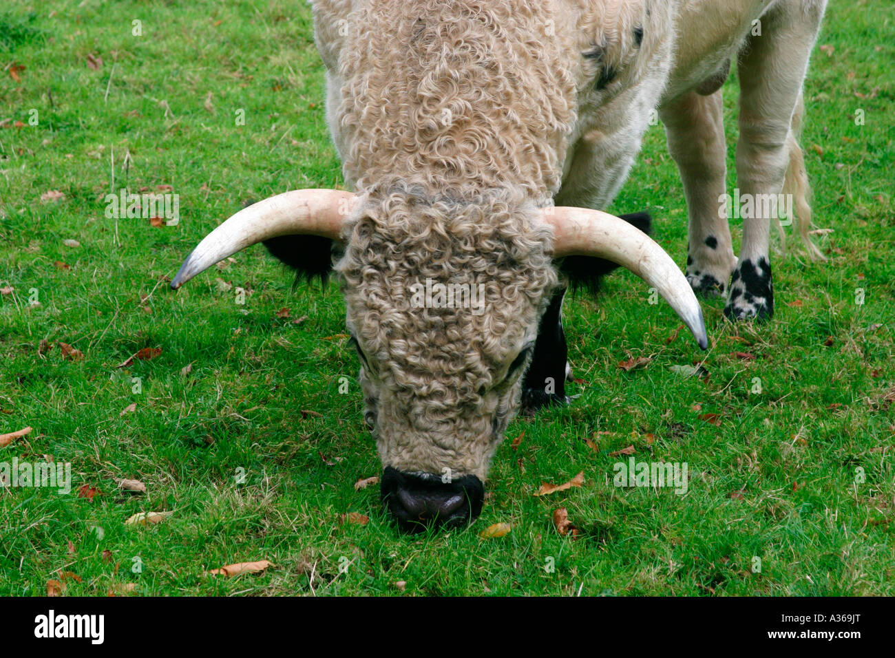 WHITE PARK CATTLE BULL CLOSE UP OF HEAD FRONT VIEW Stock Photo - Alamy