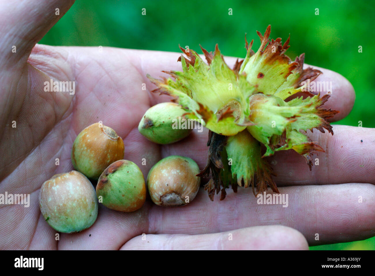 HAZEL NUTS CLOSE UP OF RIPE NUTS Stock Photo - Alamy