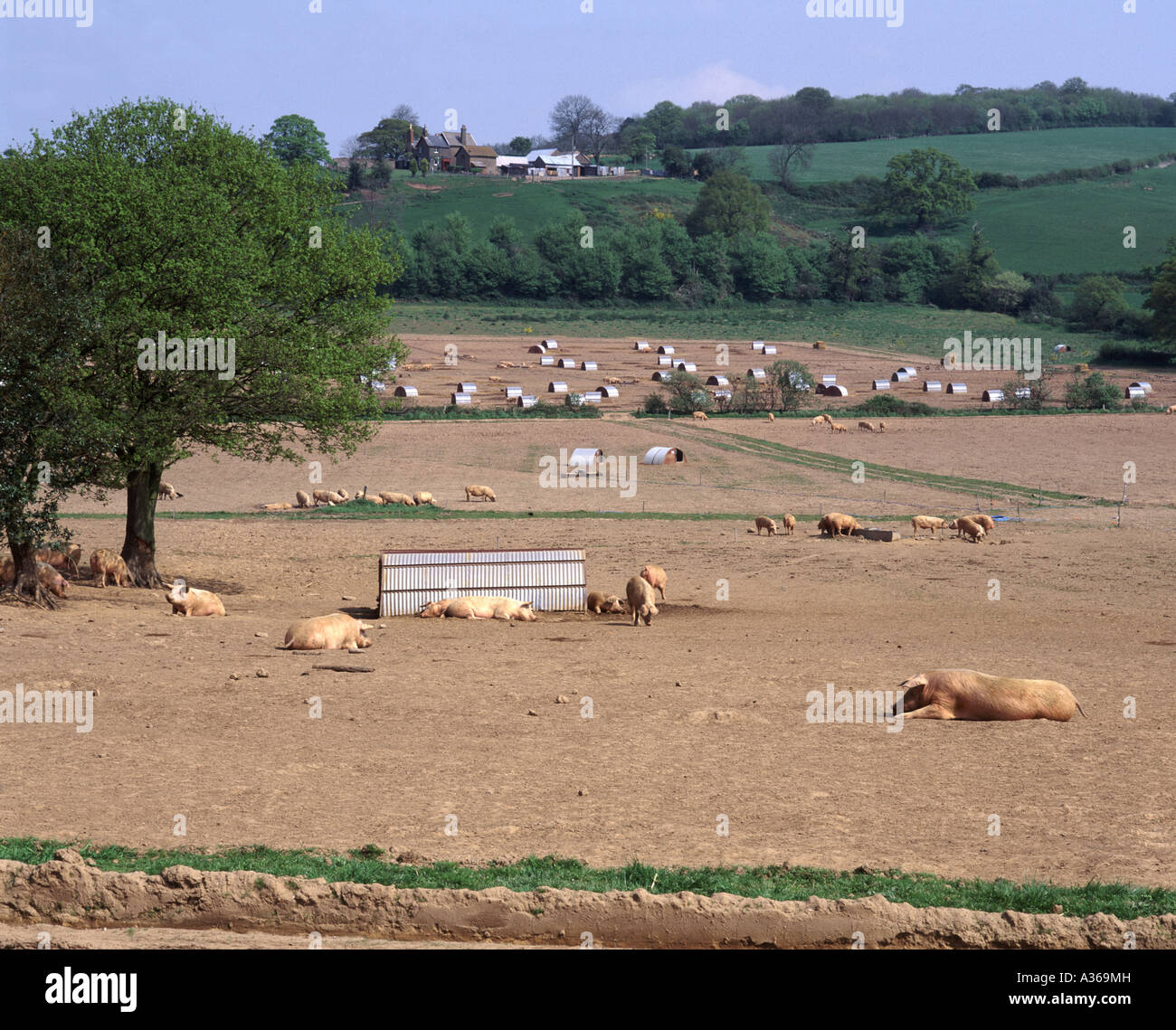 FREE RANGE PIGS IN WORCESTERSHIRE Stock Photo - Alamy