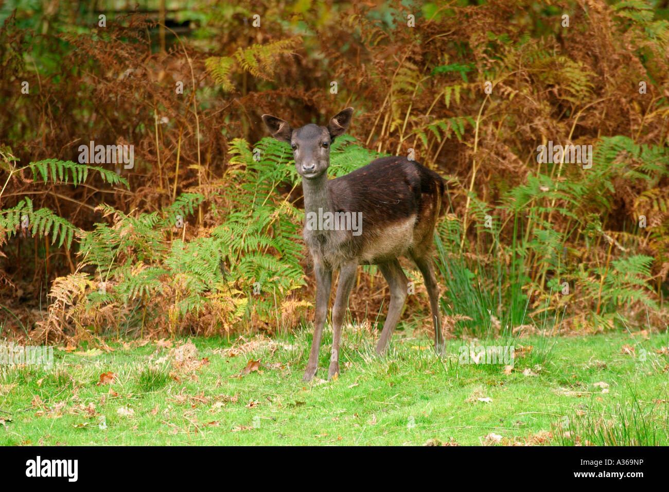 FALLOW DEER DAMA DAMA DOE AT WOODLAND EDGE FRONT VIEW Stock Photo - Alamy