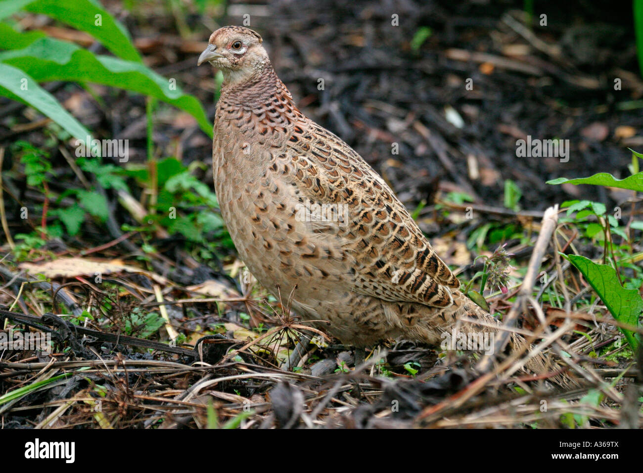PHEASANT PHASIANUS COLCHICUS HEN IN UNDERGROWTH SIDE VIEW Stock Photo ...
