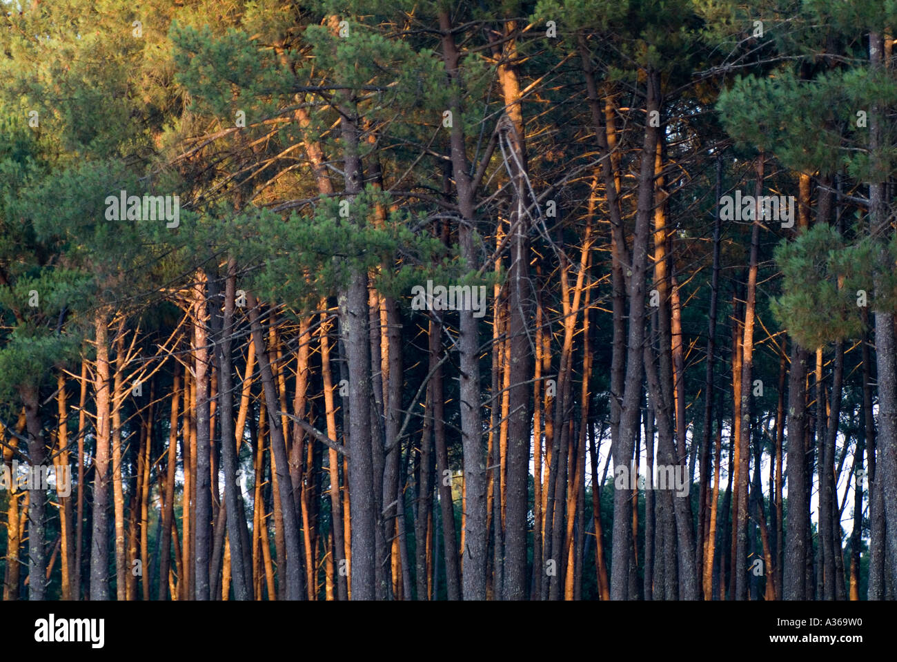 Pine trees landes forest france hi-res stock photography and images - Alamy