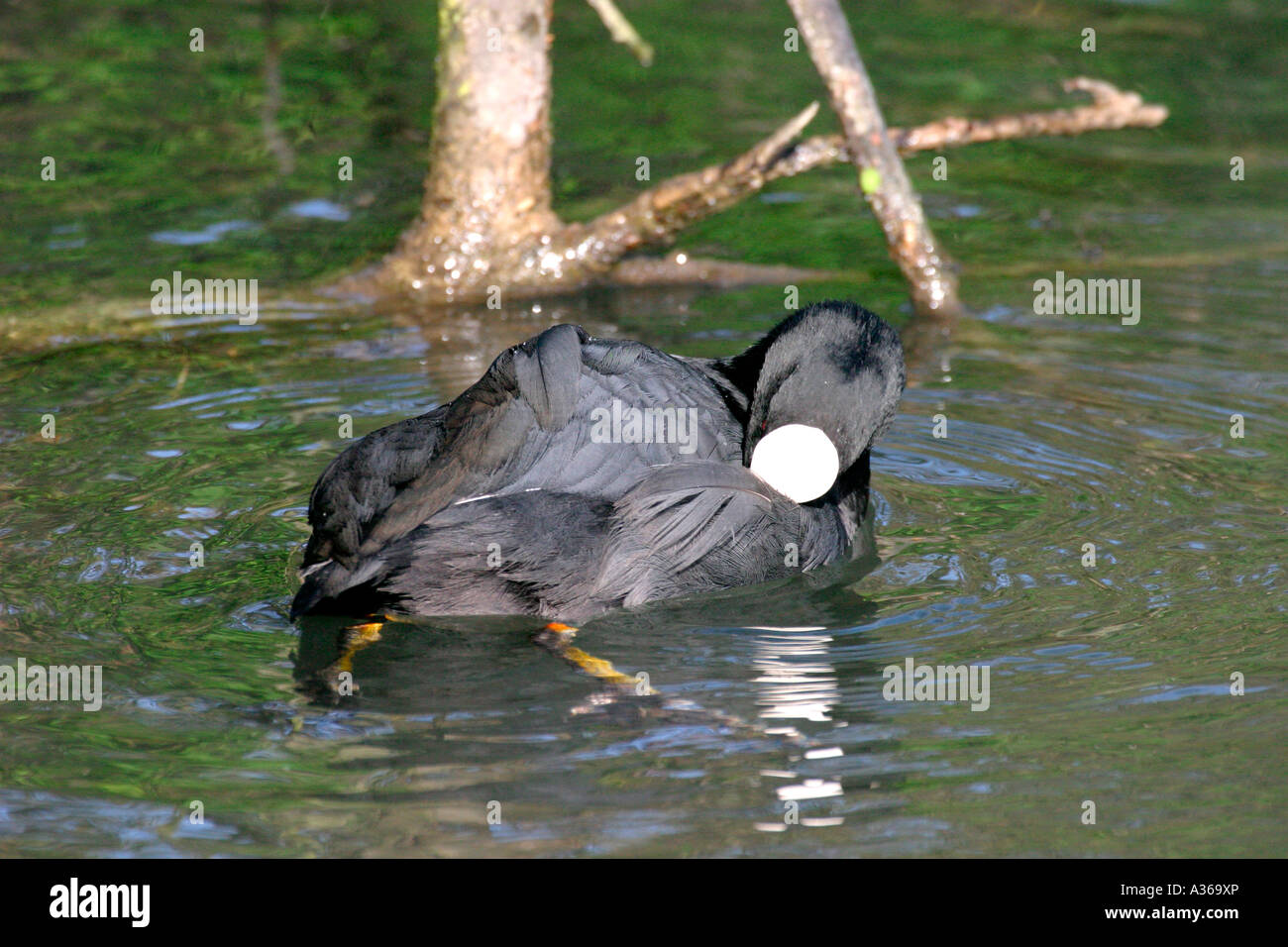 COOT FULICA ATRA PREENING IN WATER SIDE VIEW Stock Photo - Alamy