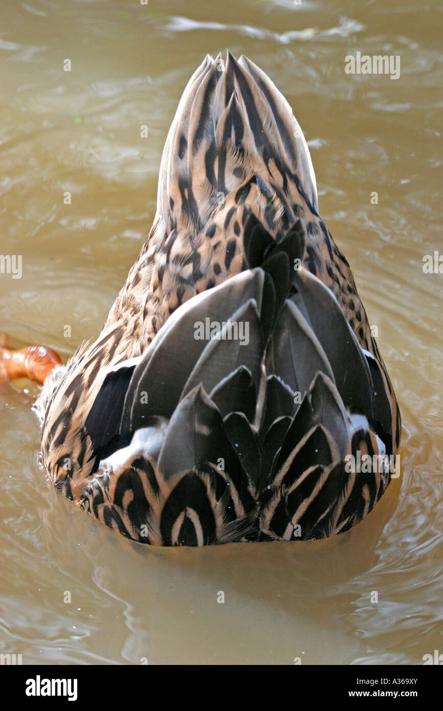 Mallard duck diving hi-res stock photography and images - Alamy