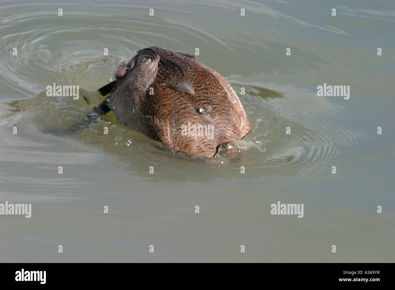 WHITE HEADED DUCK OXYURA LEUCOCEPHALA DUCK DIVING Stock Photo - Alamy
