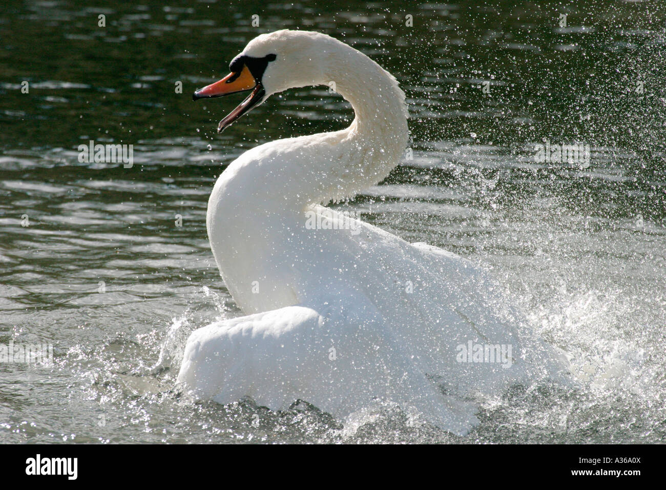 MUTE SWAN CYGNUS OLOR BEATING WINGS SIDE VIEW Stock Photo - Alamy
