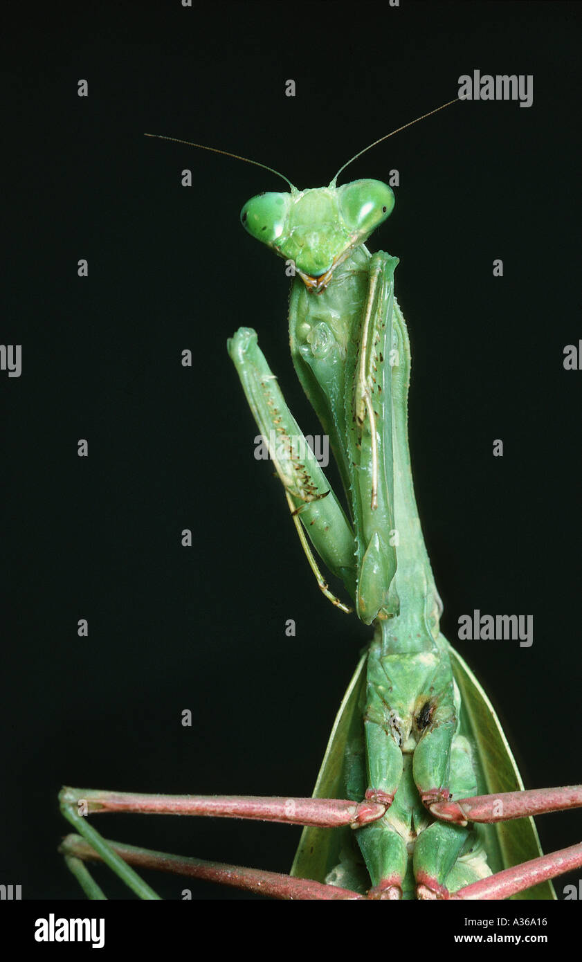 Praying mantis Mantis religiosa Stock Photo - Alamy